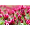 Ammi Dara Flower Seeds for Planting (100 Seeds) - Mixed Color Queen ...