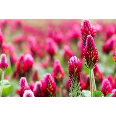 Ammi Dara Flower Seeds for Planting (100 Seeds) - Mixed Color Queen ...