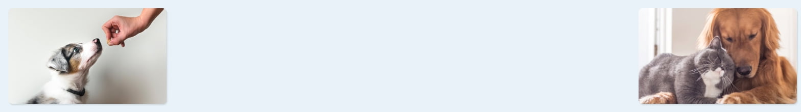 Walmart Pet Pharmacy - Walmart.com