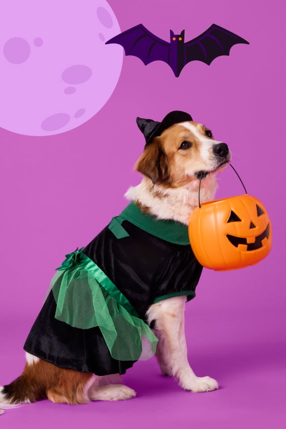 XXL Dog Crates in Dog Crates - Walmart.com