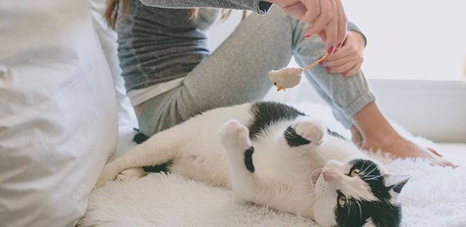 Cat Supplies - Walmart.com