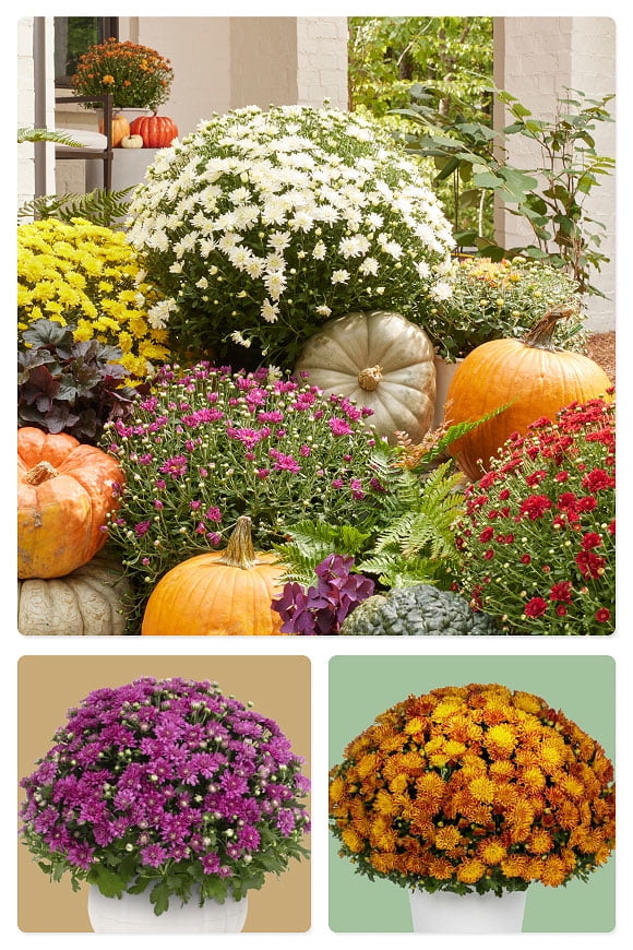 Mulch in Landscaping & Lawn Care - Walmart.com