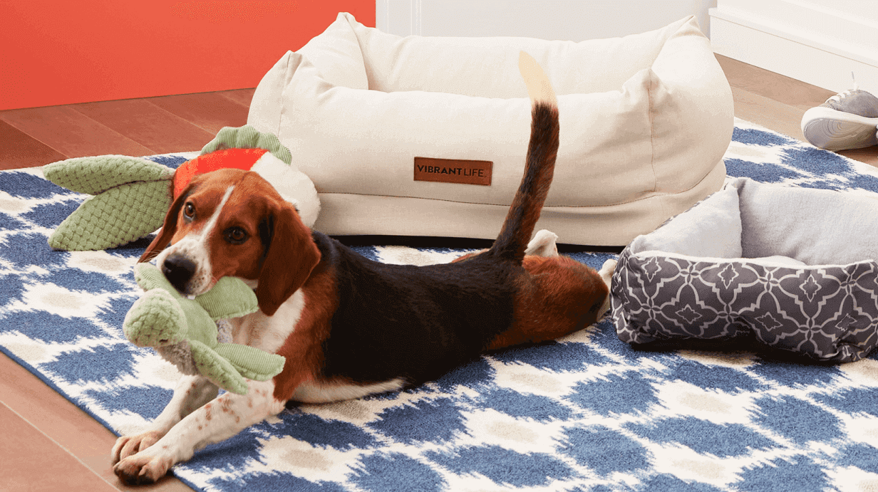 New puppy starter kit