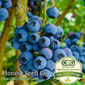 Blueberry Seeds in Seed Gardening - Walmart.com