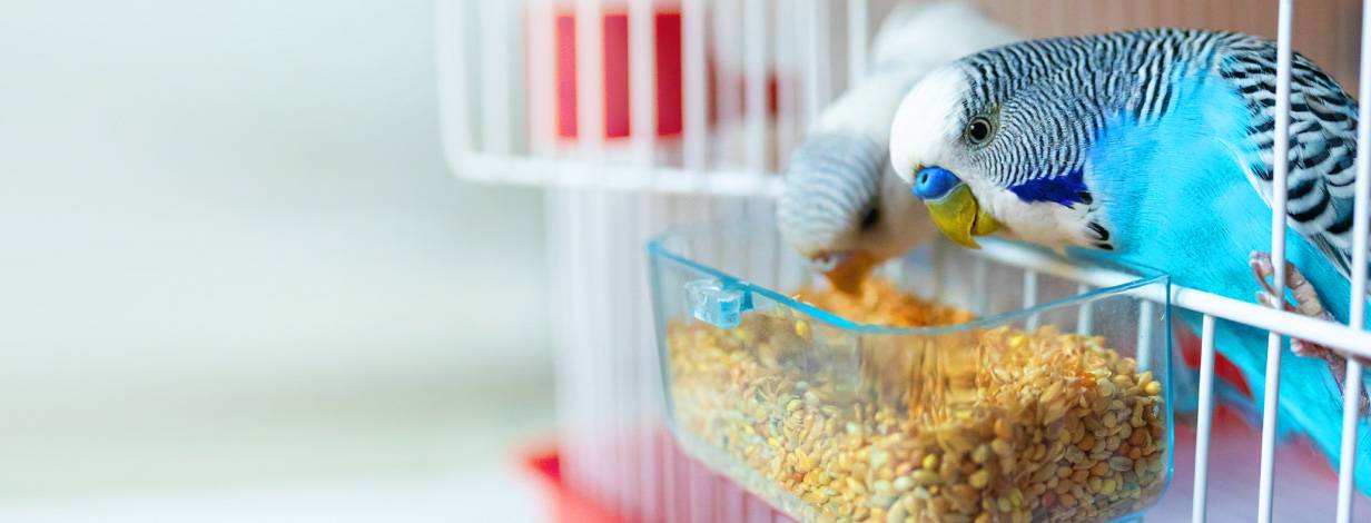 Bird Supplies - Walmart.com