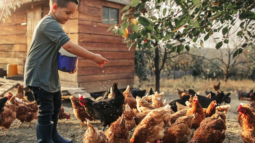 Farm Animals - Walmart.com