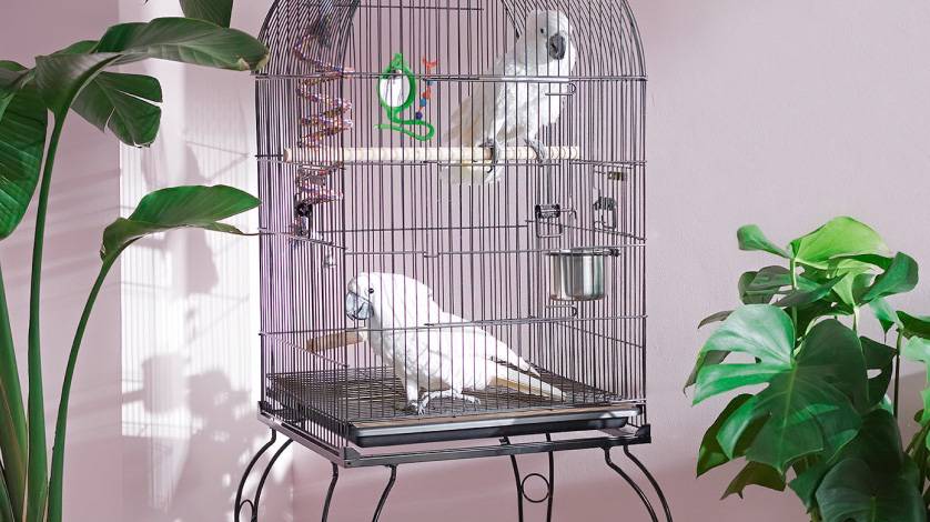 Bird Supplies - Walmart.com