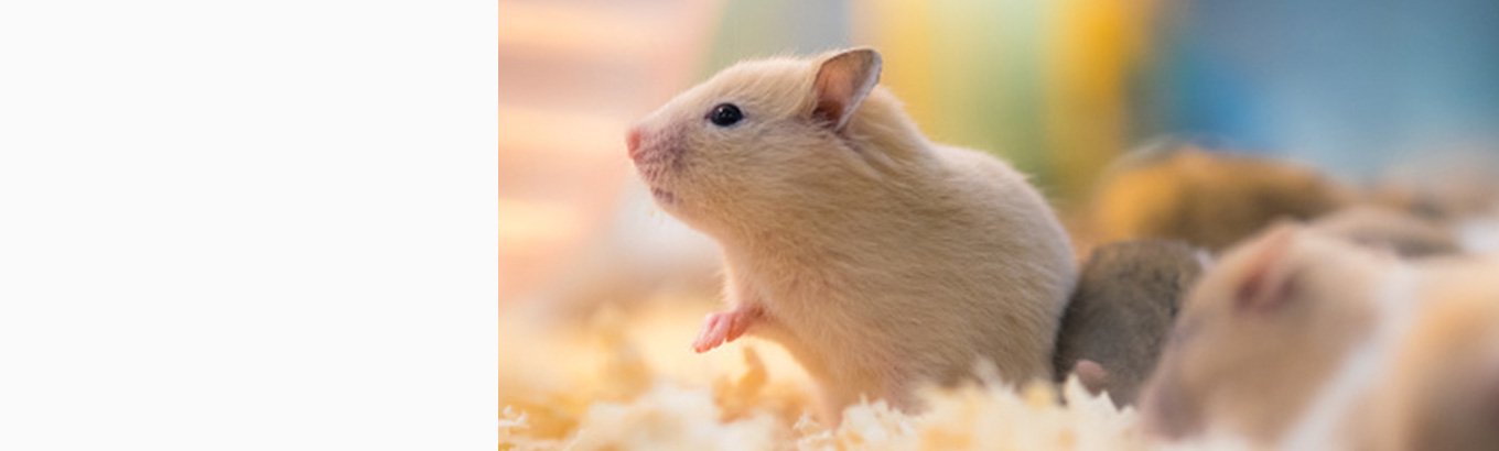 Small Animals - Walmart.com