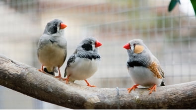 Bird Supplies - Walmart.com
