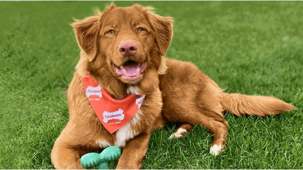 Pet Services - Walmart.com