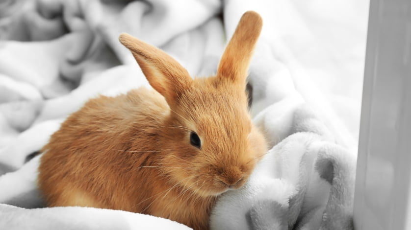 Small pets for sale store