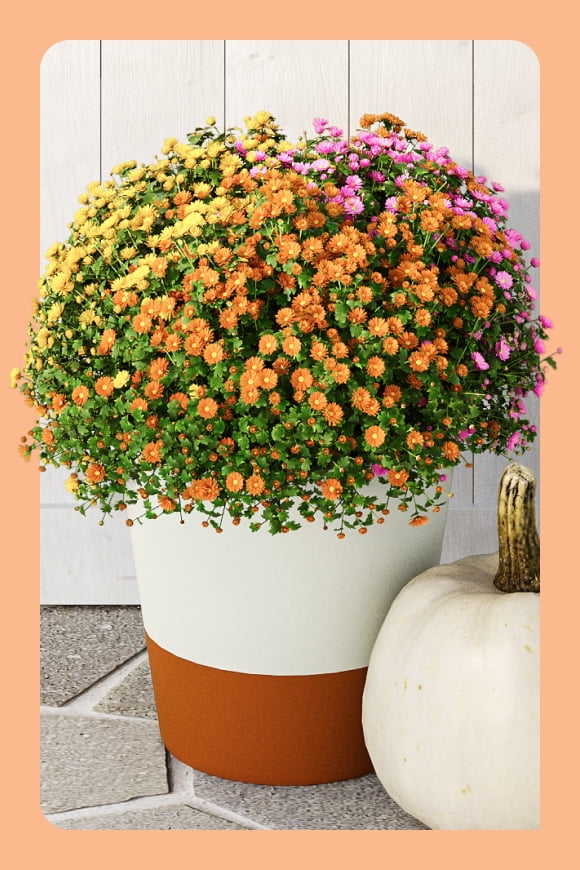 All Fertilizers in Fertilizer - Walmart.com