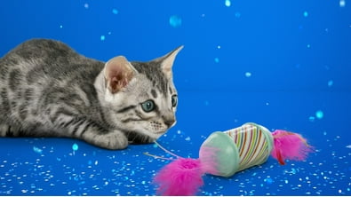 Cat Supplies - Walmart.com