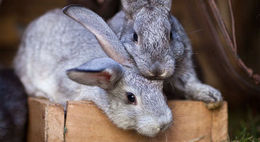 Small Animals and Supplies - Walmart.com