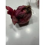 Fresh Red Onions, 3 lb, Bag - Walmart.com