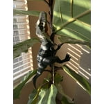 Jurassic World Rebirth Gigantic Thrashers Purussaurus Dinosaur Figure ...