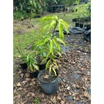 Edgar Mango TREE GRAFTED (2-4 Feet Tall). Ship to all states - Walmart.com