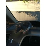 Oxbow Essentials Regal Rat Food - Walmart.ca