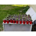 PRO-MIX Premium Moisture Potting Soil Mix, 1 Cu ft Compressed Bale ...