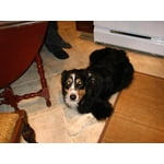 FRONTLINE Plus Topical Liquid Drops Flea & Tick Prevention for Dogs ...