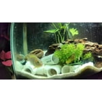 12 Pack: Green Springeri Fern Bush by Ashland® - Walmart.com