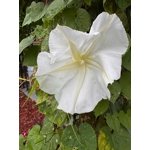 Burpee Trellis & Fence Garden Starter Garden Flower Seed Collection, 1 ...