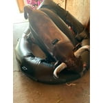 Intex PBR Inflatabull Bull-Riding Giant Inflatable Swimming Pool Lake ...