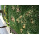 Tom Cat Mole and Gopher Repellent Granules, Safe for Lawn and Garden, 4 ...