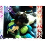 Multipet Dog Toy Multicrew Monkey Color May Vary - Walmart.com