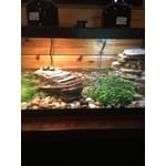 Tetra Tetrafauna 20-Gallon Deluxe Aquatic Glass Turtle Tank Starter Kit ...