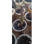 Austree Hybrid Willow Tree: 12 Fastest Growing Live Trees for Yard ...