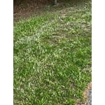 Torocity Turf Herbicide - Mesotrione Concentrate (1 gal) by Atticus ...