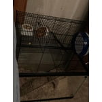 Ware Manufacturing Chew Proof High Rise Cage for Small Animals and Pet ...