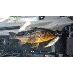 Berkley Big Game™ Casting Rod, 6'6" Medium Heavy Fishing Rod - Walmart.com