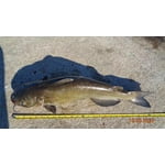 B'n'M 13ft Black Widow Ready Rig, Telescopic Panfish Pole with Hook ...