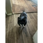 Gimborne R-7M Ear Mite Treatment for Dogs and Cats, Pyrethrin Formula ...