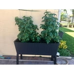 Keter Resin Elevated Garden, All Weather, Self-Watering Plastic Planter ...