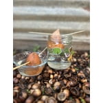 Goodcook Pro 4in Skewers Durable Bamboo Small Kebabs Appetizers Cocktail Party - Walmart.com