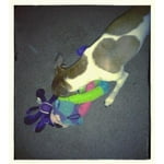 Multipet Dog Toy Multicrew Monkey Color May Vary - Walmart.com