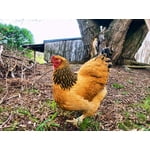 Cargill Animal Nutrition Nutrena NatureWise Feather Fixer 40lb - Walmart.com