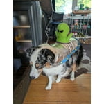 Vibrant Life Halloween Dog Costume and Cat Costume: Alien, Size Medium ...