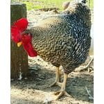 Cargill Animal Nutrition Nutrena NatureWise Feather Fixer 40lb - Walmart.com