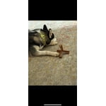 N-Bone® Quado® Dried Interactive Dog Chews, Peanut Flavor, Average Joe ...