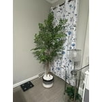 6 ft Tall Large Indoor Faux Moringa Oleifera Tree in Pot, Artificial ...