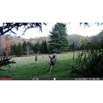 Tasco 12MP Trail Camera with Low Glow Infrared Flash, 720p Video, PIR ...