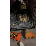 Pets Know Best Huggie Pup, Dog Plush with Heartbeat for Crate Training ...