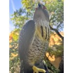 Falcon Decoy Bird Repellent Predator Flashy Reflective Eyes Owl Decoy ...