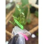 Mini Blues Blueberry Bush, Live Starter Plant, 5-6' Tall, Full Sun ...
