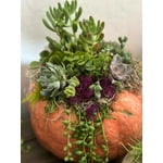 Proflora Preserved Green Moss Mix Collection, 150 CU in - Floral ...