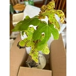 "Fignominal Dwarf Fig Tree - Edible Indoor Plant - Ficus carica hybrid ...